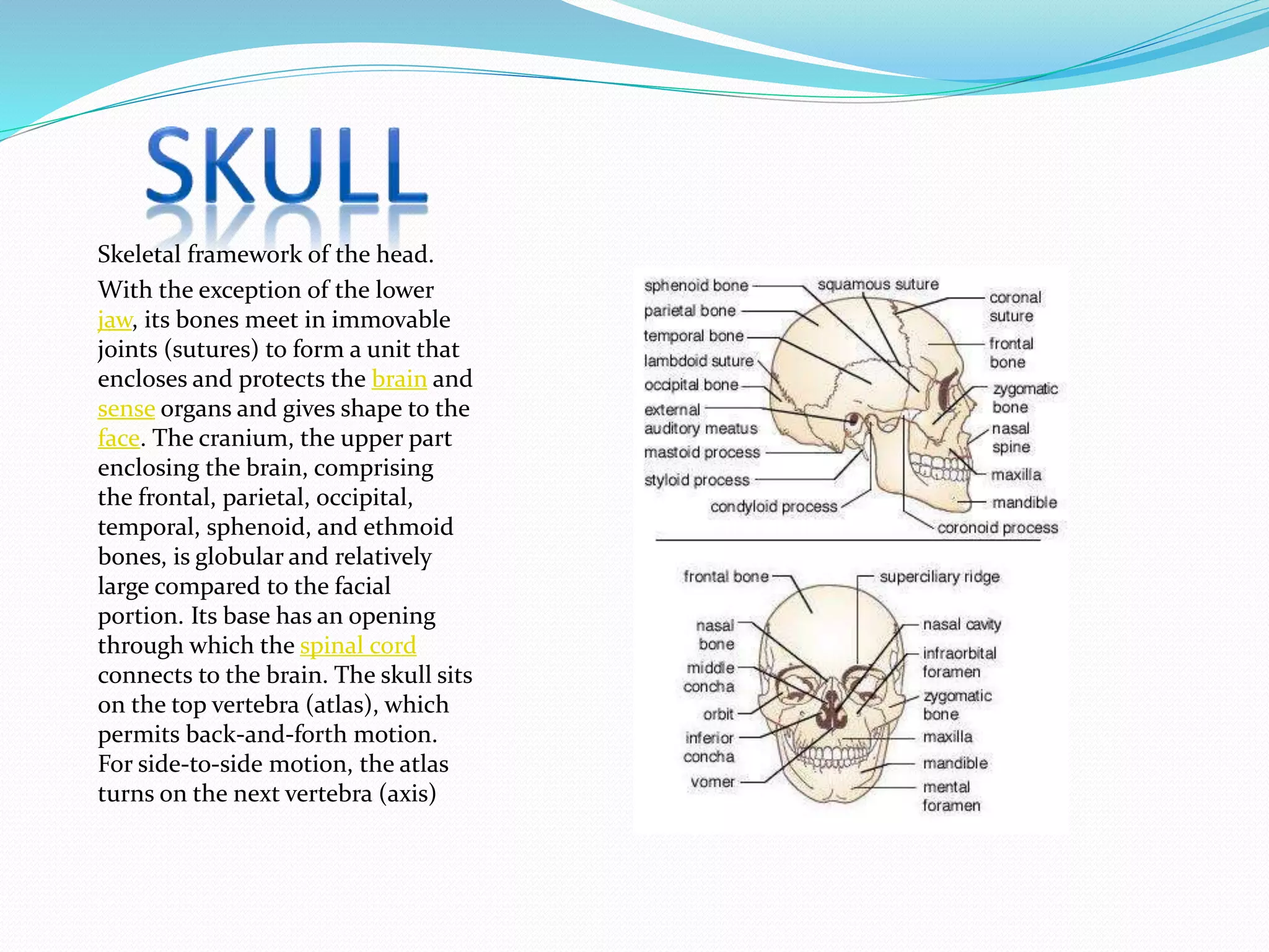 Bones of human body | PPTX