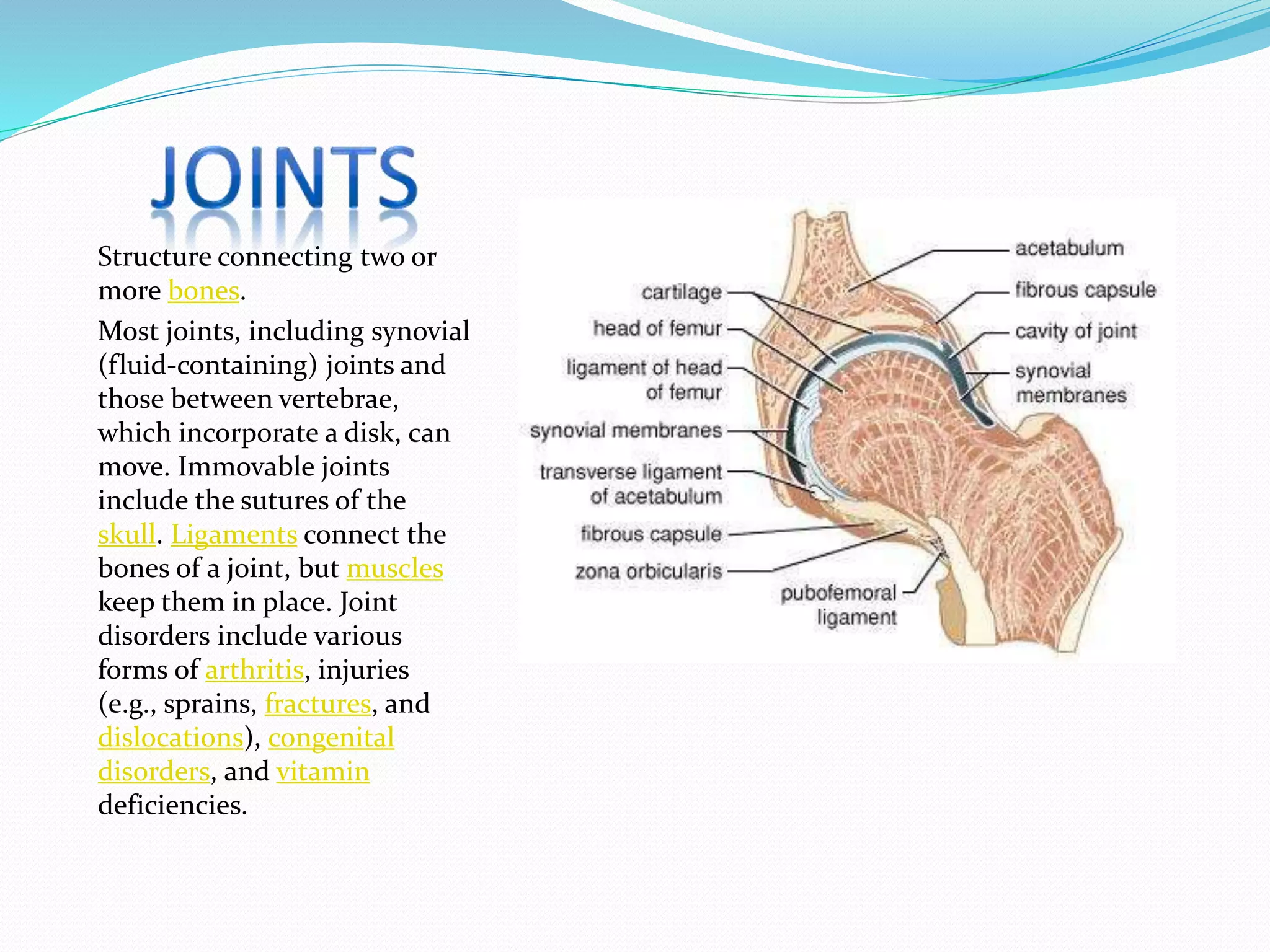 Bones of human body | PPTX