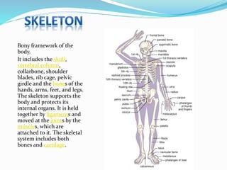 Bones of human body | PPTX