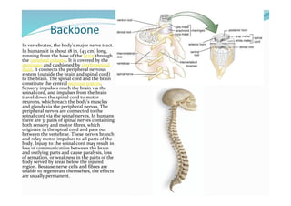 Bones of human body.pdfx