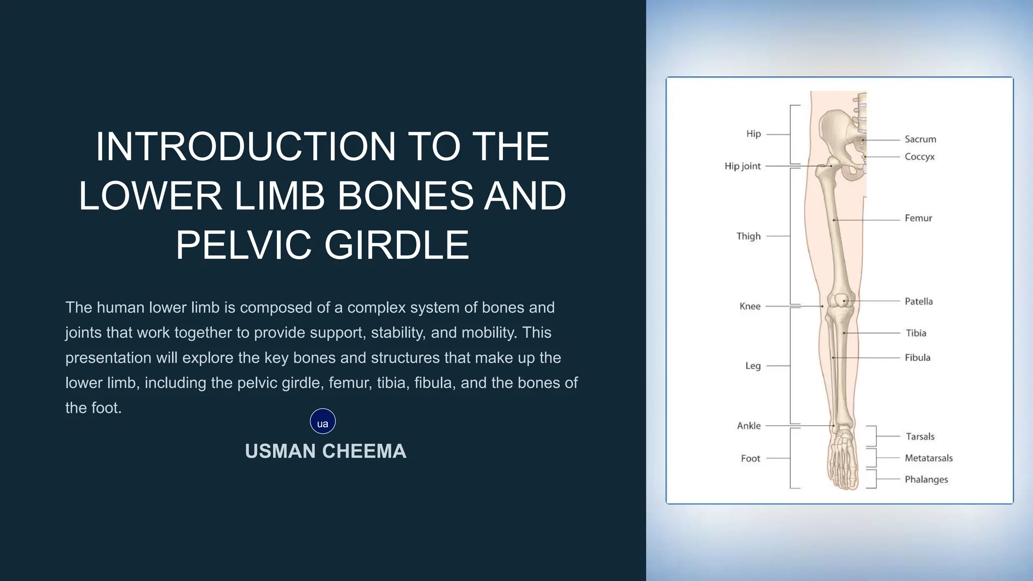 Bones of pelvic girdle and lower limb ppt | PPT