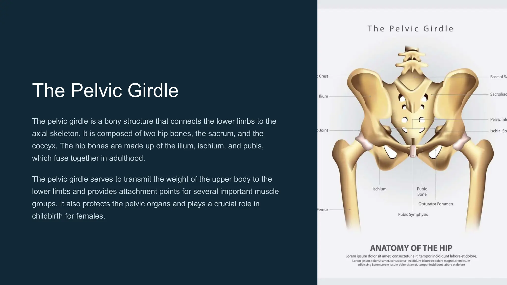 Bones of pelvic girdle and lower limb ppt | PPTX