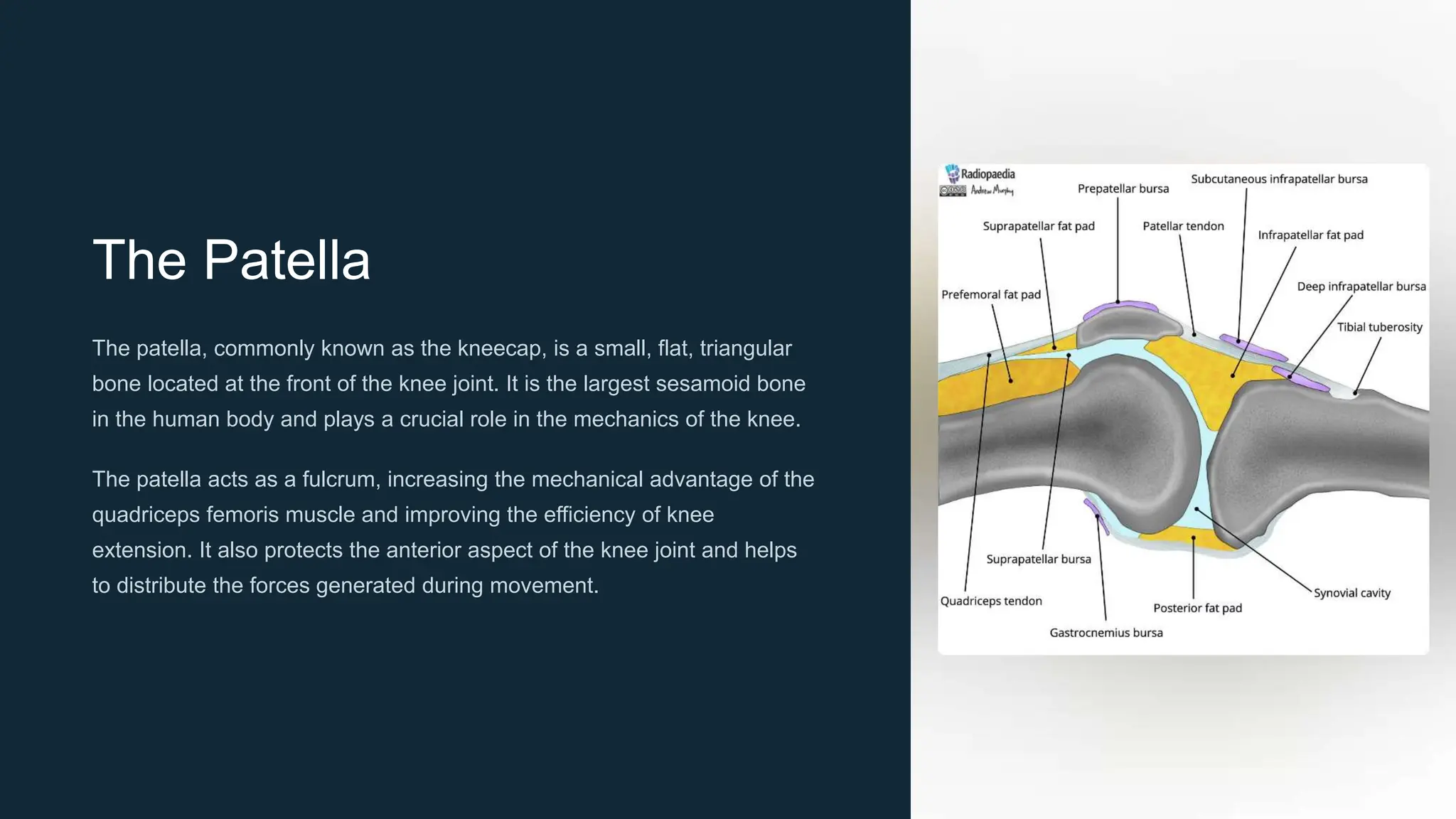 Bones of pelvic girdle and lower limb ppt | PPTX