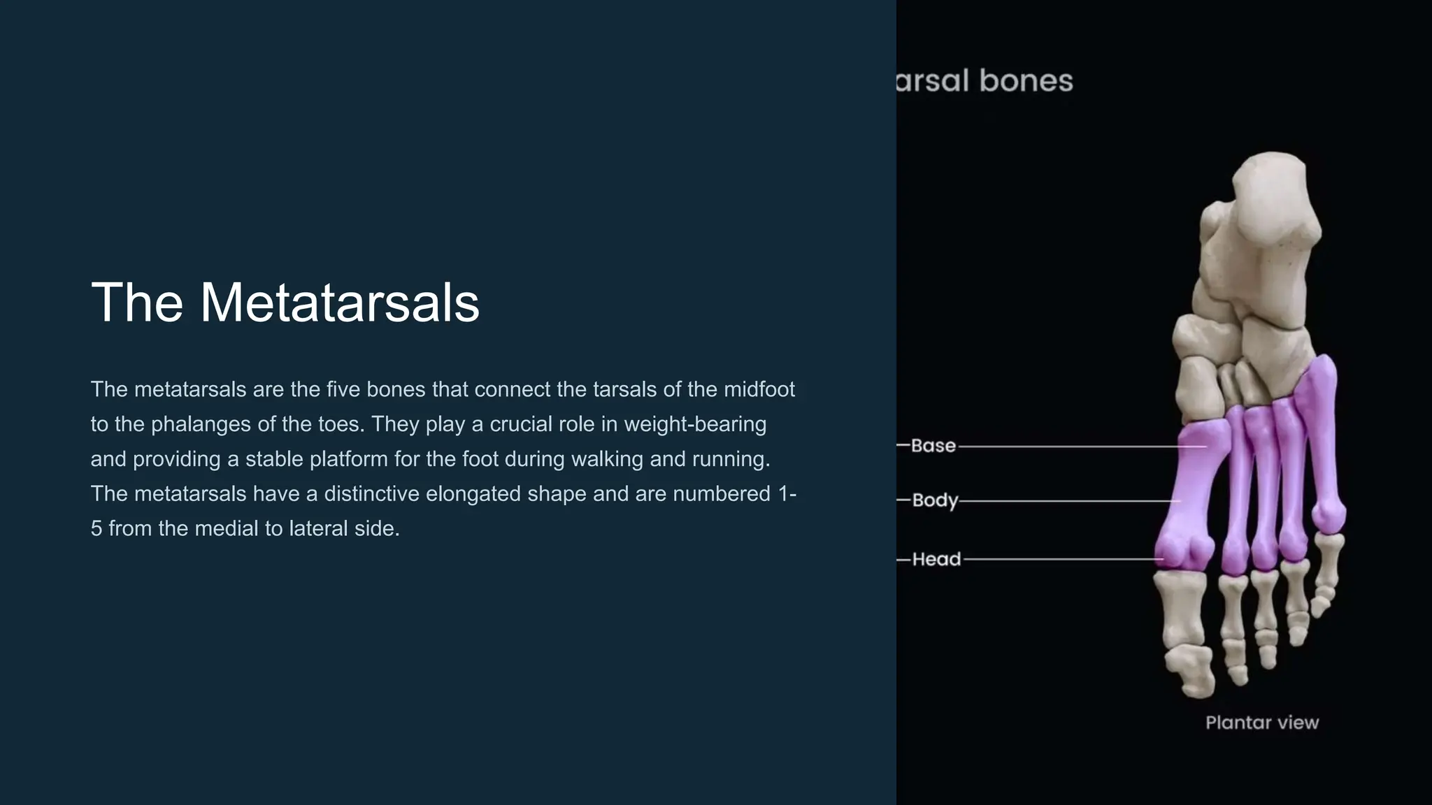 Bones of pelvic girdle and lower limb ppt | PPTX