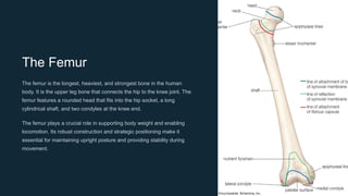 Bones of pelvic girdle and lower limb ppt | PPTX