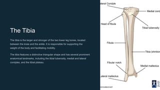Bones of pelvic girdle and lower limb ppt | PPTX