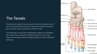 Bones of pelvic girdle and lower limb ppt | PPTX