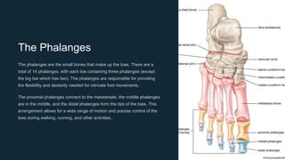 Bones of pelvic girdle and lower limb ppt | PPTX