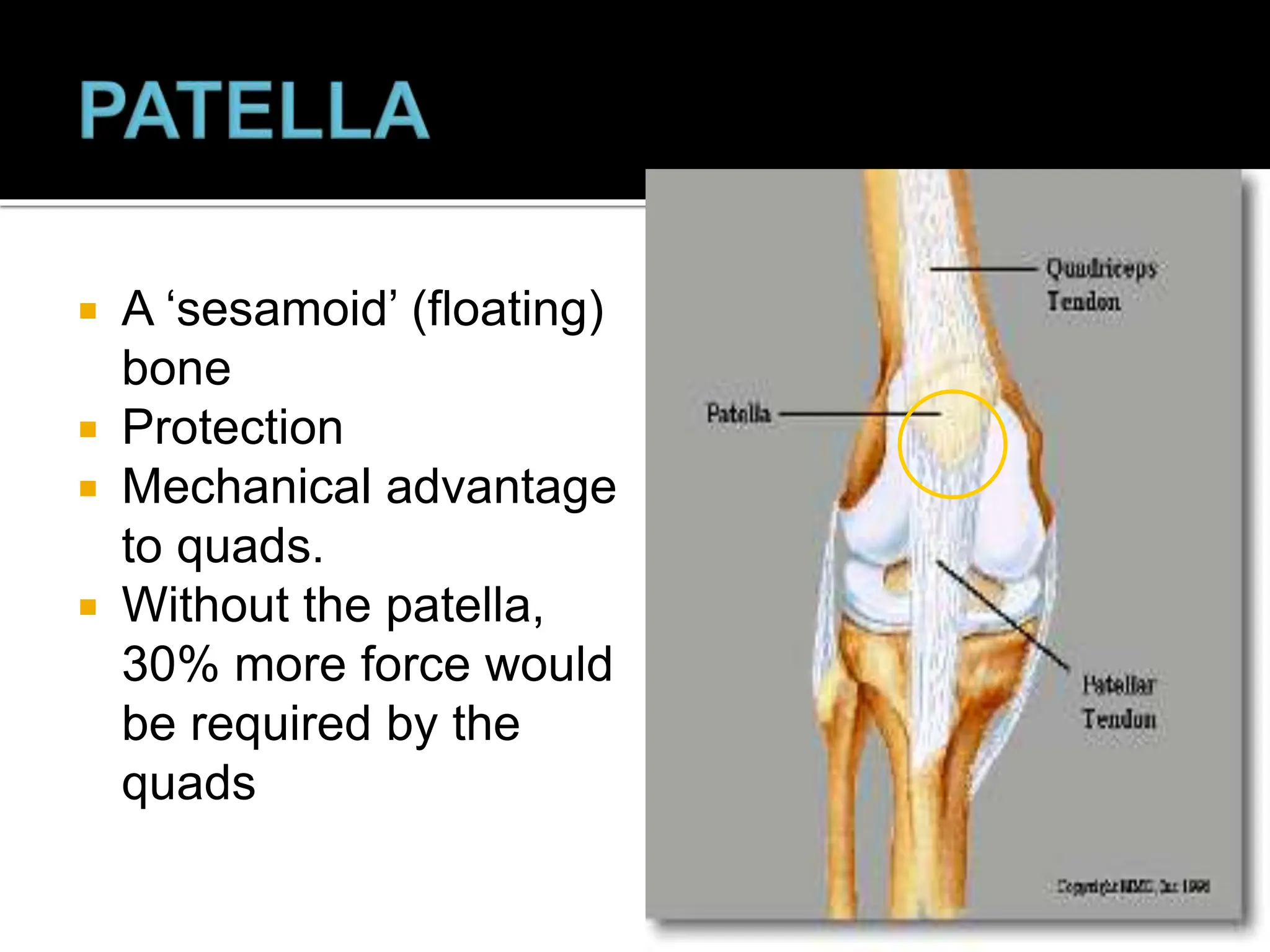 bones of Lower Limb. bones of Lower Limb. | PPTX