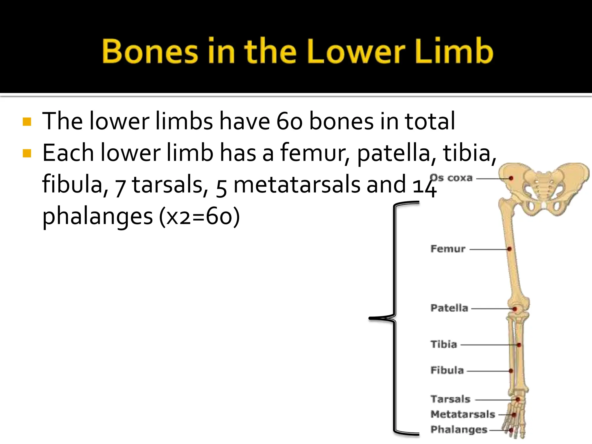 bones of Lower Limb. bones of Lower Limb. | PPTX