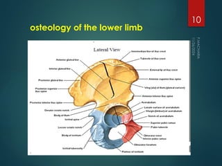 BONES OF LOWER LIMB good anatomy notes .pptx