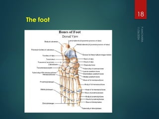 BONES OF LOWER LIMB good anatomy notes .pptx