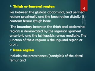 BONES OF LOWER LIMB good anatomy notes .pptx