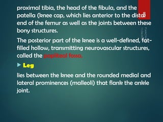 BONES OF LOWER LIMB good anatomy notes .pptx