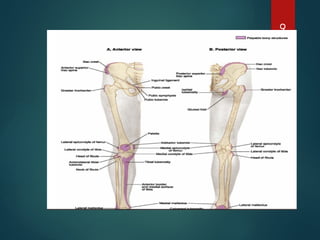 BONES OF LOWER LIMB good anatomy notes .pptx