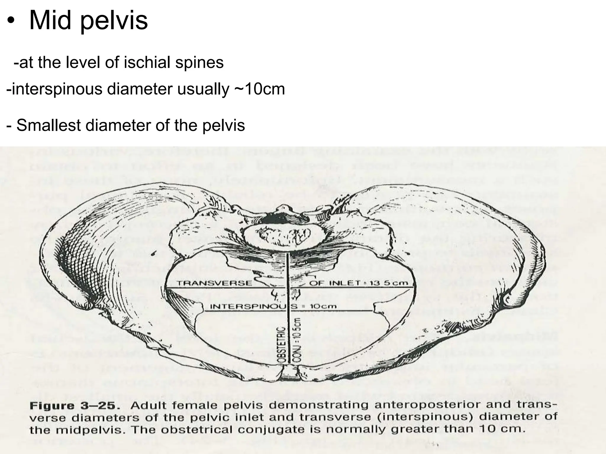 Muscles Bones of Lower Limb Lower Limb Bones of LL HUMAN | PPT