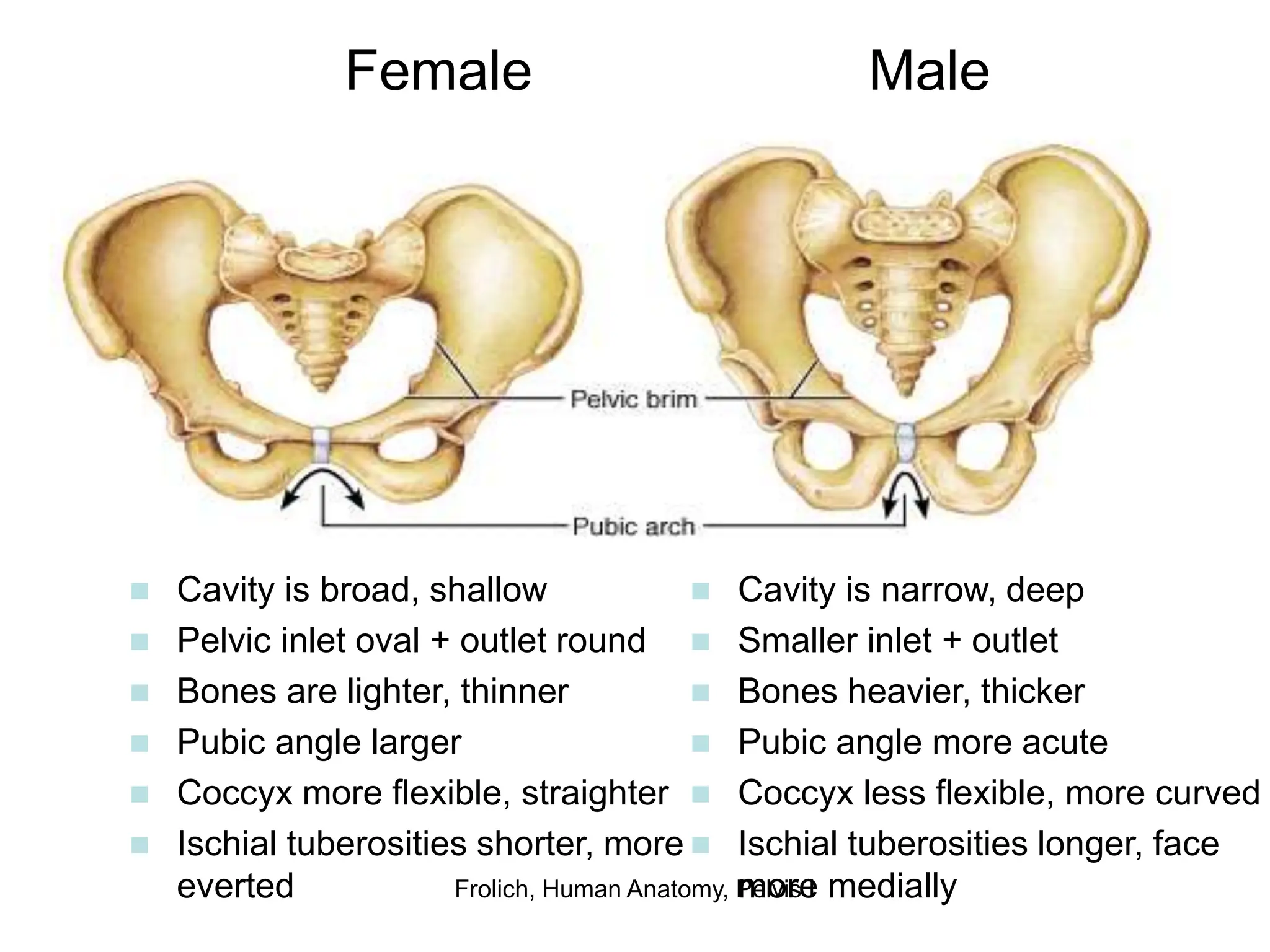 Muscles Bones of Lower Limb Lower Limb Bones of LL HUMAN | PPT