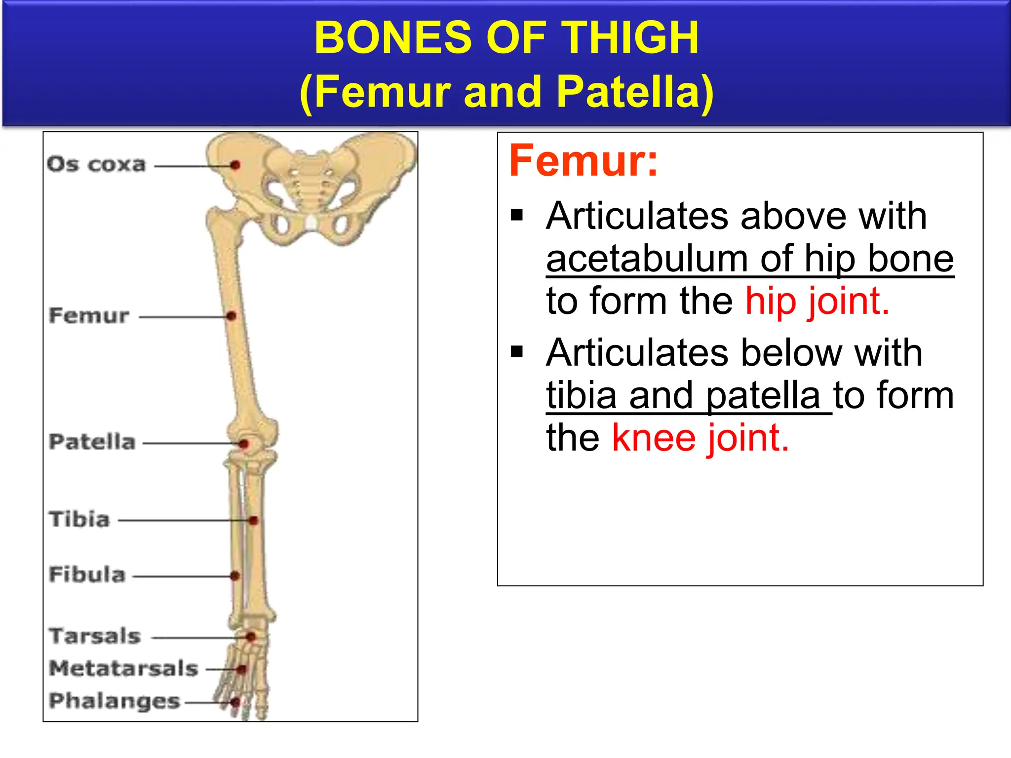 Muscles Bones of Lower Limb Lower Limb Bones of LL HUMAN | PPT
