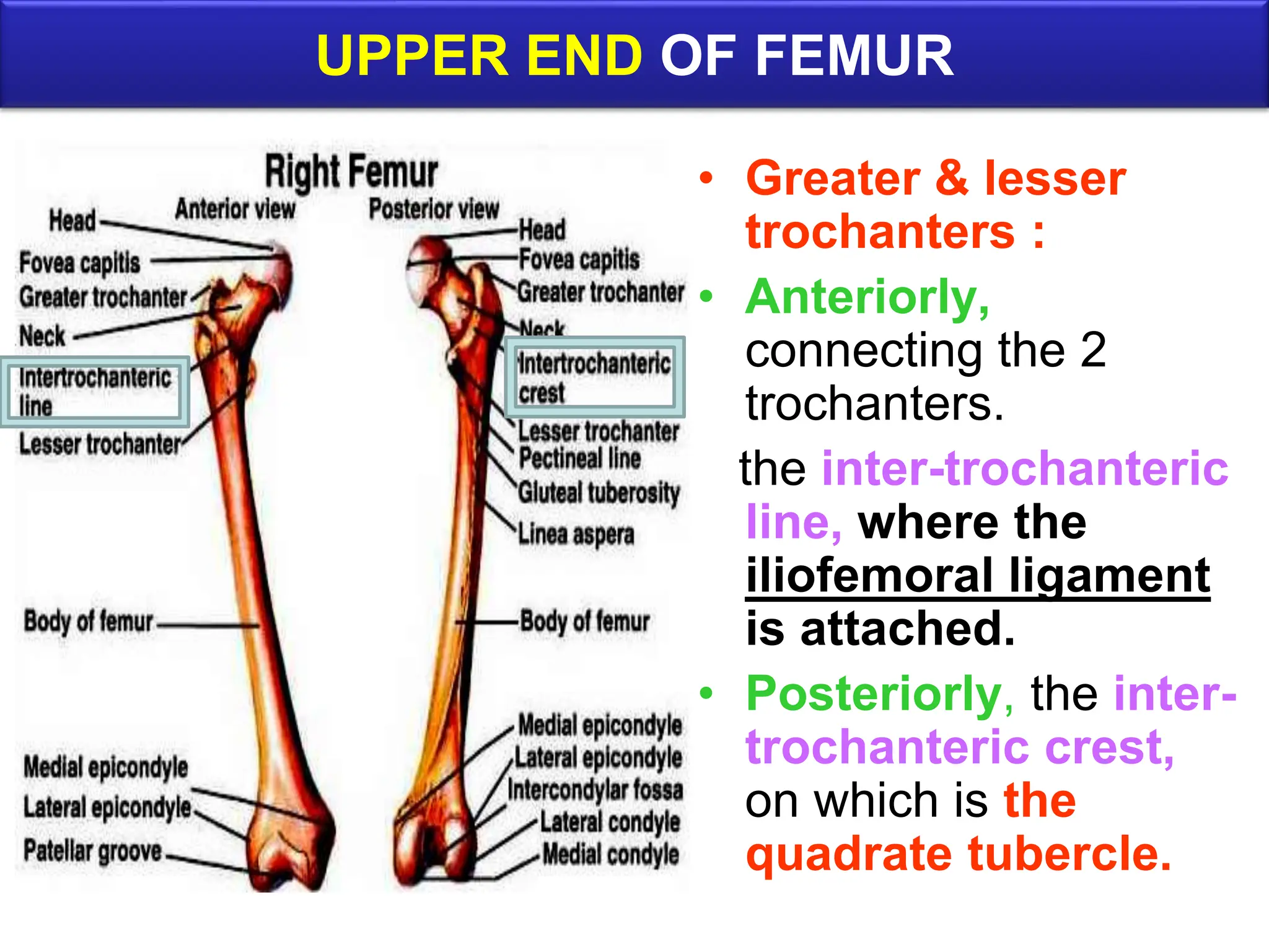 Muscles Bones of Lower Limb Lower Limb Bones of LL HUMAN | PPT