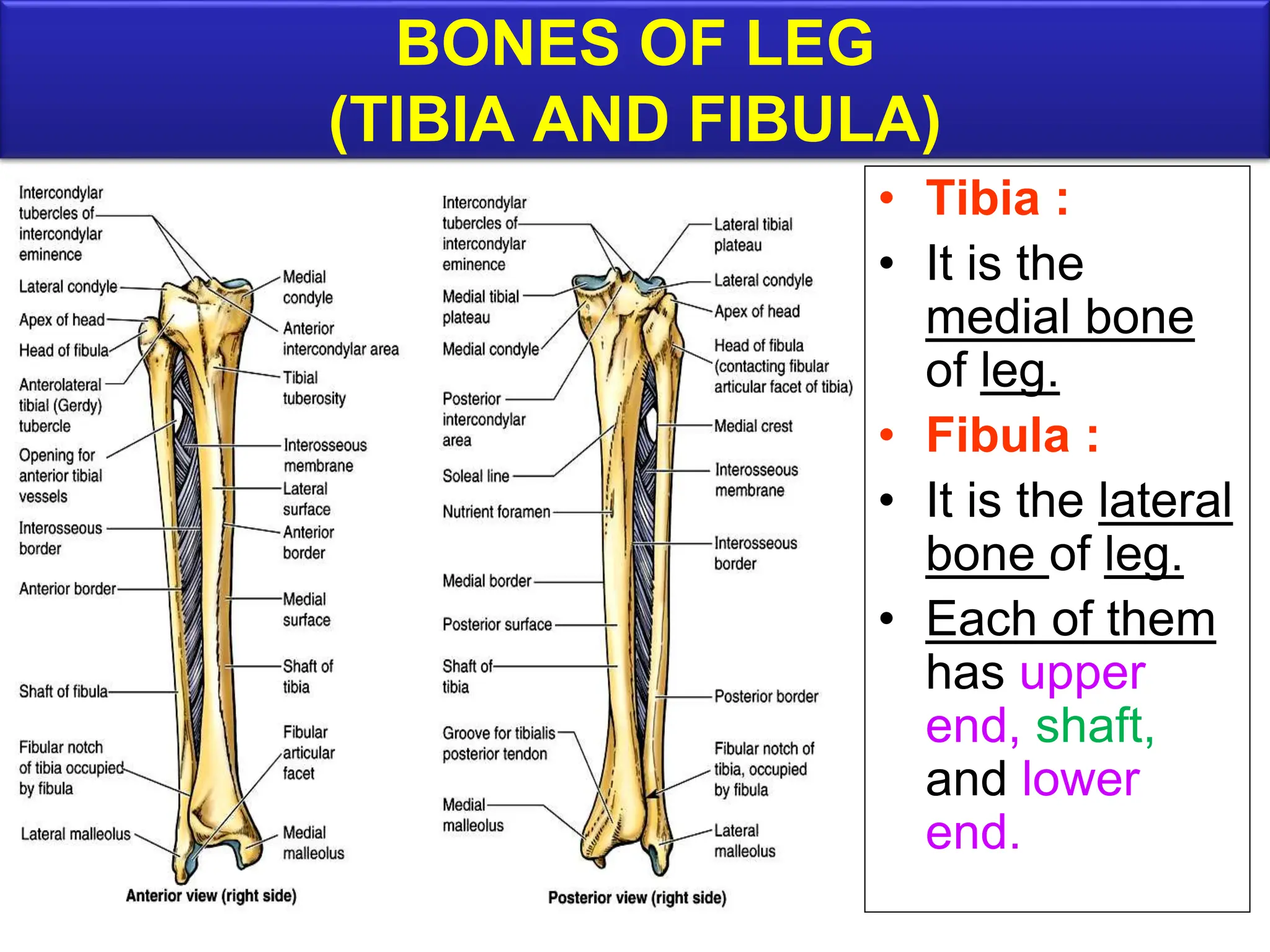 Muscles Bones of Lower Limb Lower Limb Bones of LL HUMAN | PPT