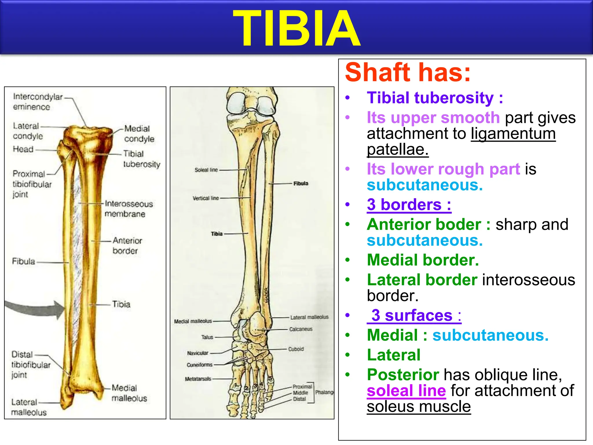 Muscles Bones of Lower Limb Lower Limb Bones of LL HUMAN | PPT