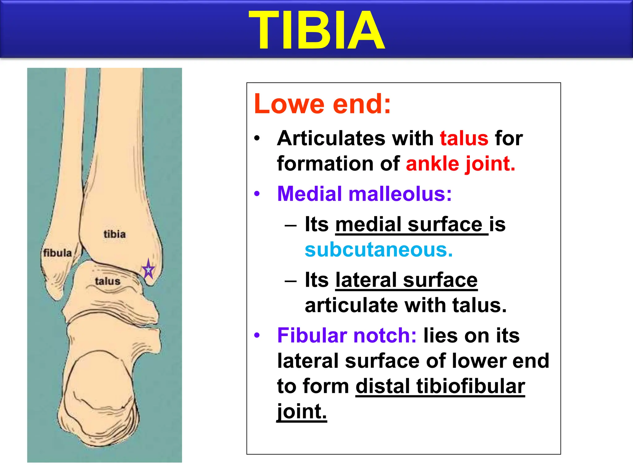 Muscles Bones of Lower Limb Lower Limb Bones of LL HUMAN | PPT