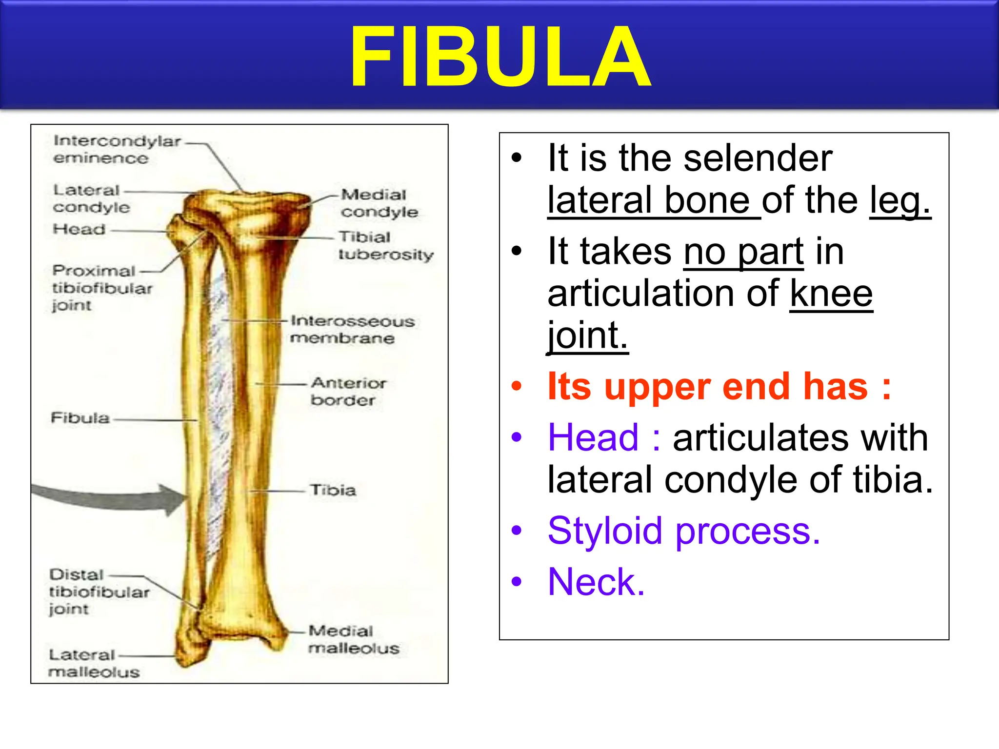Muscles Bones of Lower Limb Lower Limb Bones of LL HUMAN | PPT