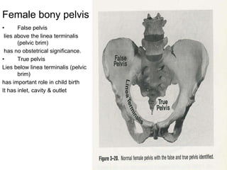 Muscles Bones of Lower Limb Lower Limb Bones of LL HUMAN | PPT | Death ...