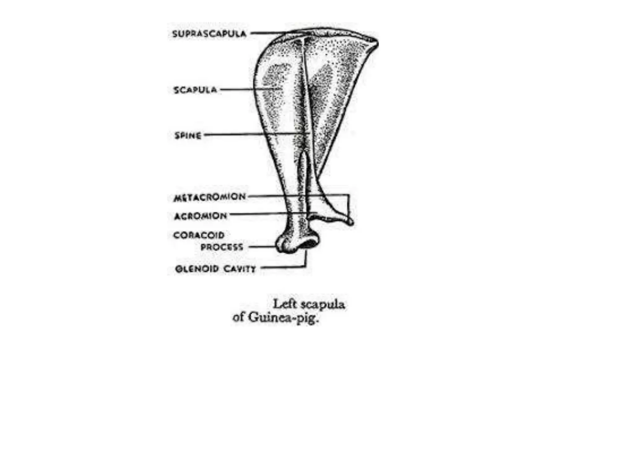Bones of mammal,pelvic girdle,pectoral girdle,foot bine wings bone | PPTX
