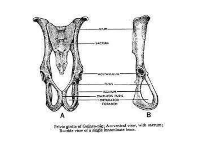 Bones of mammal,pelvic girdle,pectoral girdle,foot bine wings bone