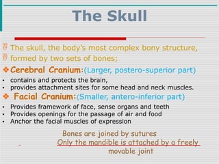 bonesofskull, bones anatomy, skull,ppt,, | PPTX