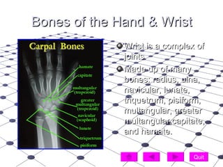 Bones Of The Body | PPT