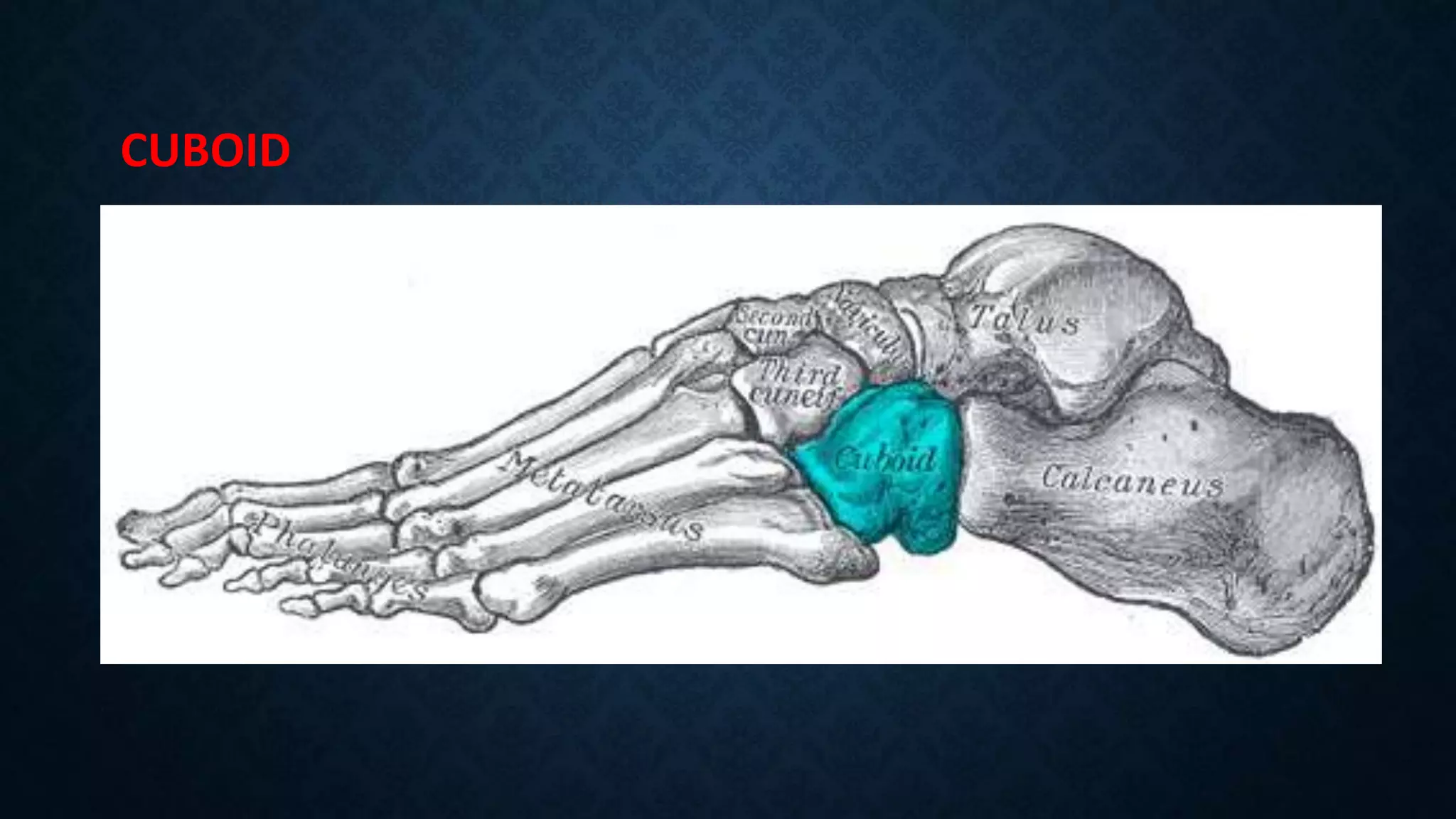 (Orthopedics) The mechanics of the bones of the feet (with notes in ...