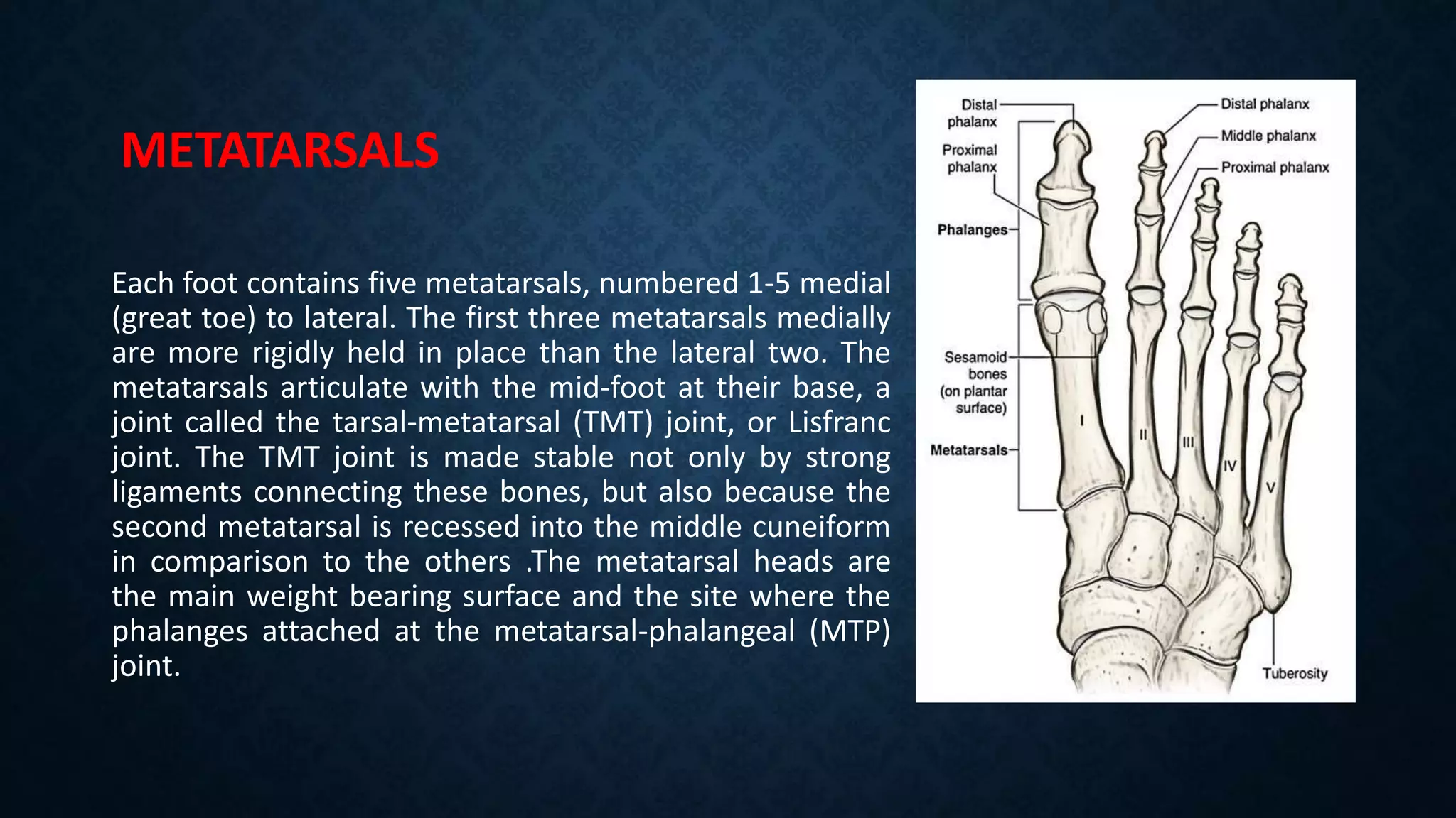 (Orthopedics) The mechanics of the bones of the feet (with notes in ...