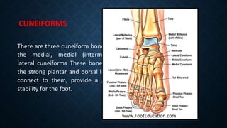 (Orthopedics) The mechanics of the bones of the feet (with notes in ...