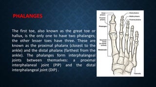 (Orthopedics) The mechanics of the bones of the feet (with notes in ...