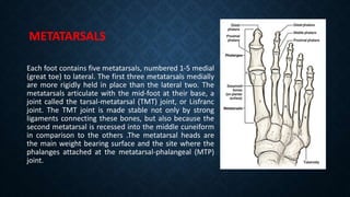 (Orthopedics) The mechanics of the bones of the feet (with notes in ...