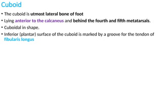 Bones of the Foot p3 . . . . . . . . . . . | PPTX