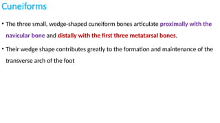 Bones of the Foot p3 . . . . . . . . . . . | PPTX