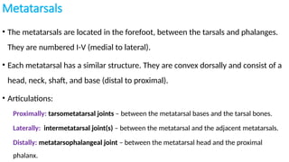 Bones of the Foot p3 . . . . . . . . . . . | PPTX