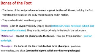 Bones of the Foot p3 . . . . . . . . . . . | PPTX