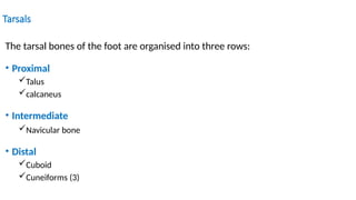 Bones of the Foot p3 . . . . . . . . . . . | PPTX