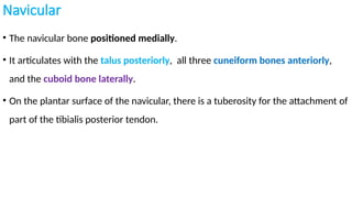 Bones of the Foot p3 . . . . . . . . . . . | PPTX