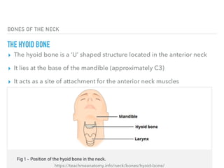 Bones of the neck | PDF