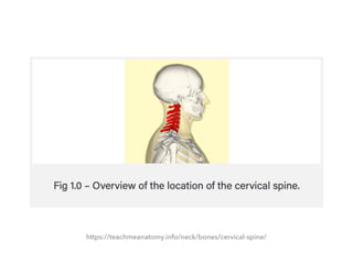 Bones of the neck | PDF
