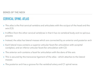 Bones of the neck | PDF