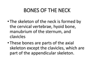 BONES OF THE NECK.ppt