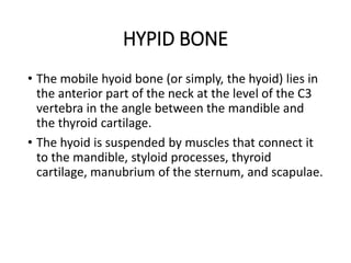BONES OF THE NECK.ppt