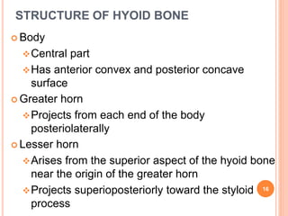 BONES OF THE NECK.pptx