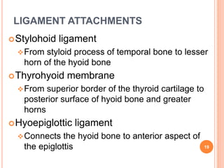 BONES OF THE NECK.pptx